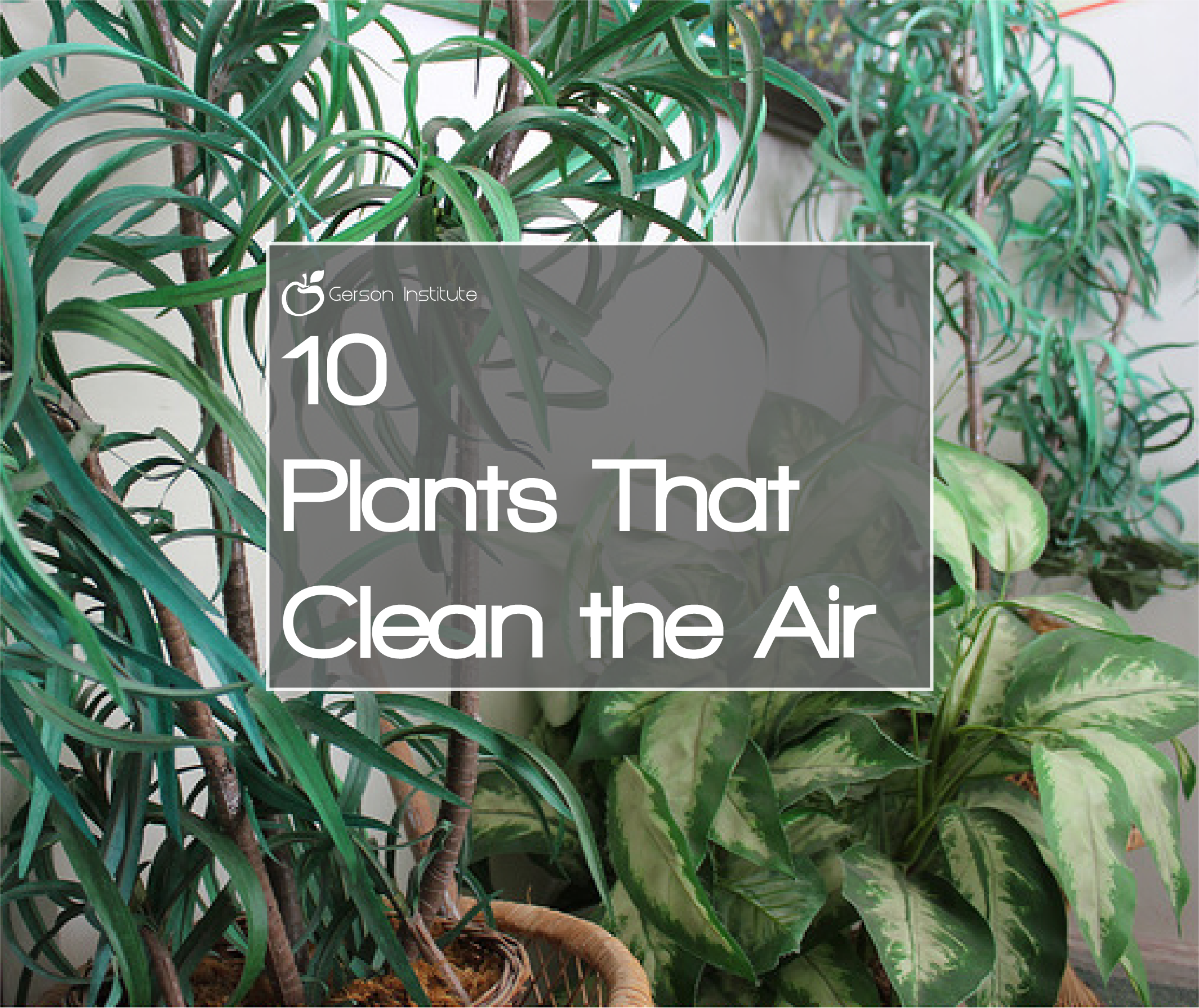 10 Plants That Clean the Air - Gerson Institute